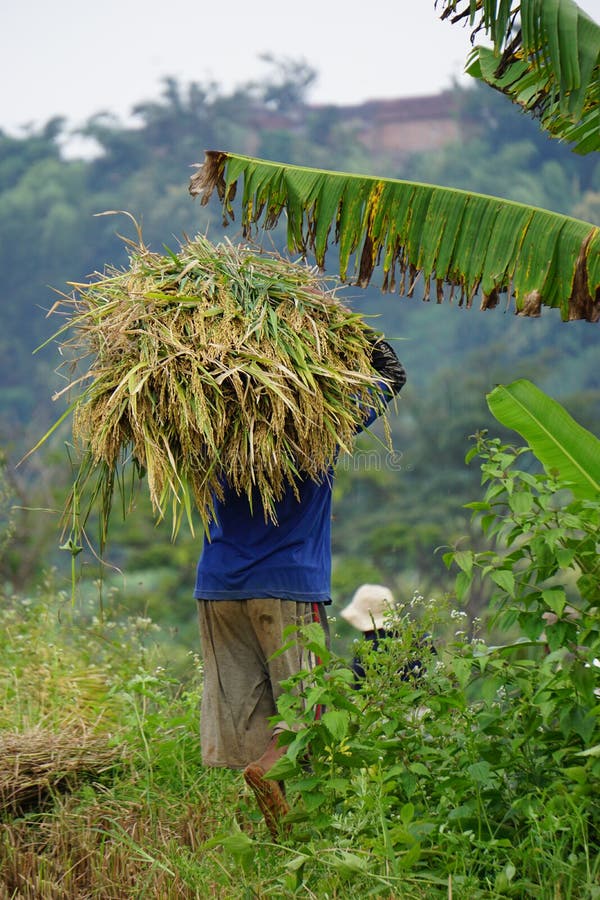 The Farmer Harvesting Rice in Traditional Ways Stock Image - Image of ...