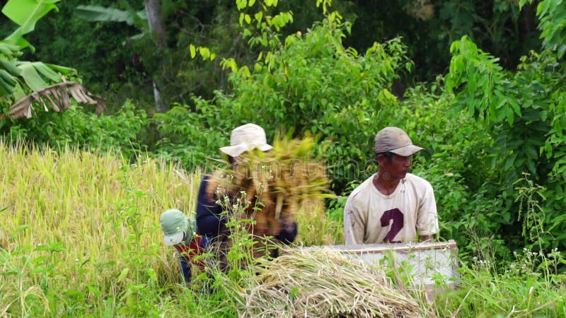 The Farmer Harvesting Rice in Traditional Ways Stock Video - Video of ...