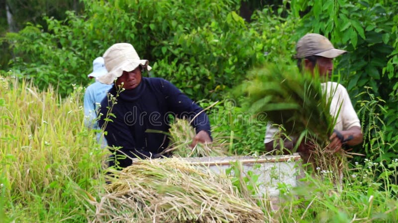 The Farmer Harvesting Rice in Traditional Ways Stock Video - Video of ...