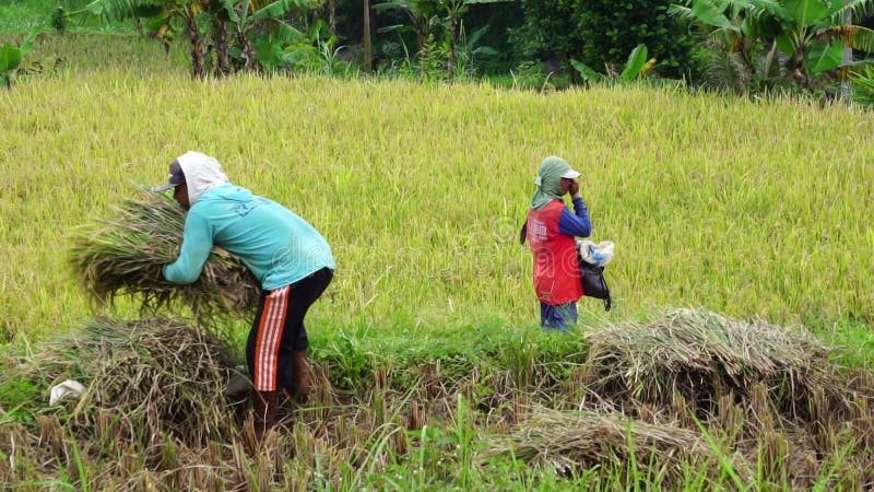 The Farmer Harvesting Rice in Traditional Ways Stock Footage - Video of ...