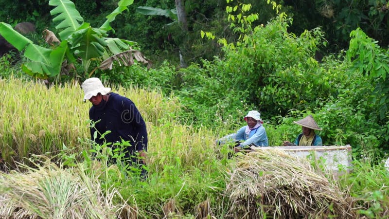 The Farmer Harvesting Rice in Traditional Ways Stock Video - Video of ...