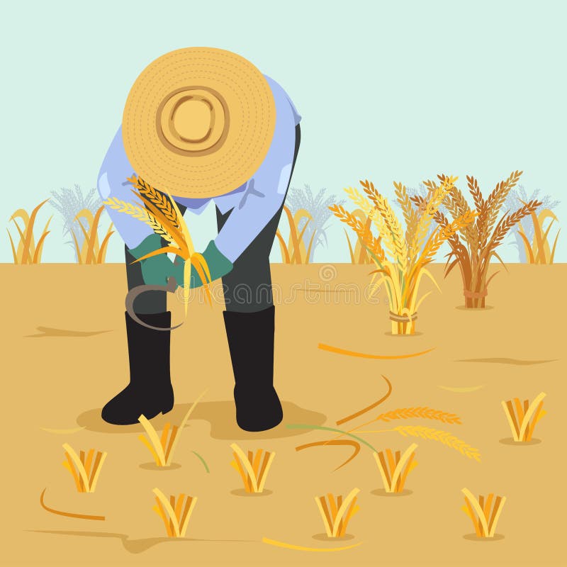 Harvesting rice in asia stock vector. Illustration of food - 9700382