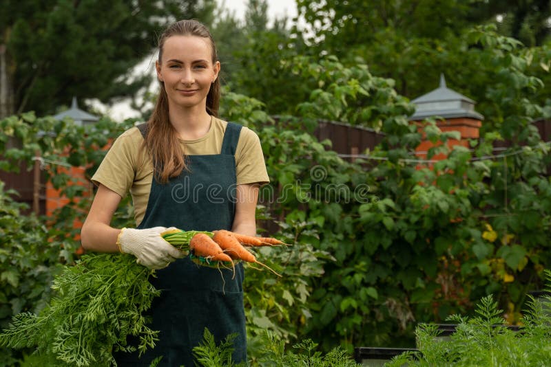Farmer Harvests Carrots. a Female Gardener in Gloves Pulls Carrots Out ...