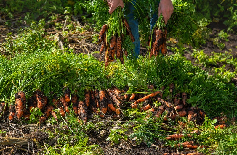 The Farmer Harvests Carrots. Selective Focus Stock Image - Image of ...