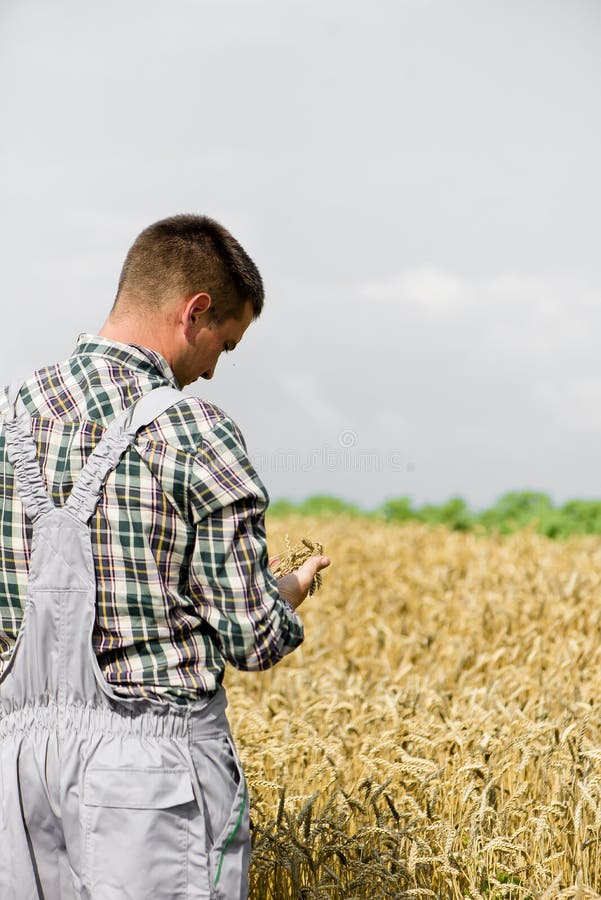 Farmer Has Care of His Wheat Field Stock Image - Image of hand, field ...
