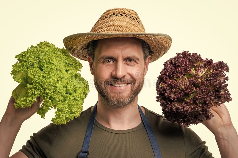 Farmer in Hat with Lettuce Vegetable Isolated on White Stock Image ...