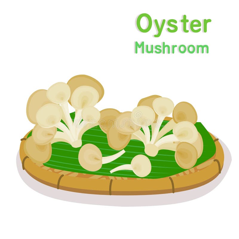 Farmer Have Oyster Mushroom Vector. Stock Vector - Illustration of ...