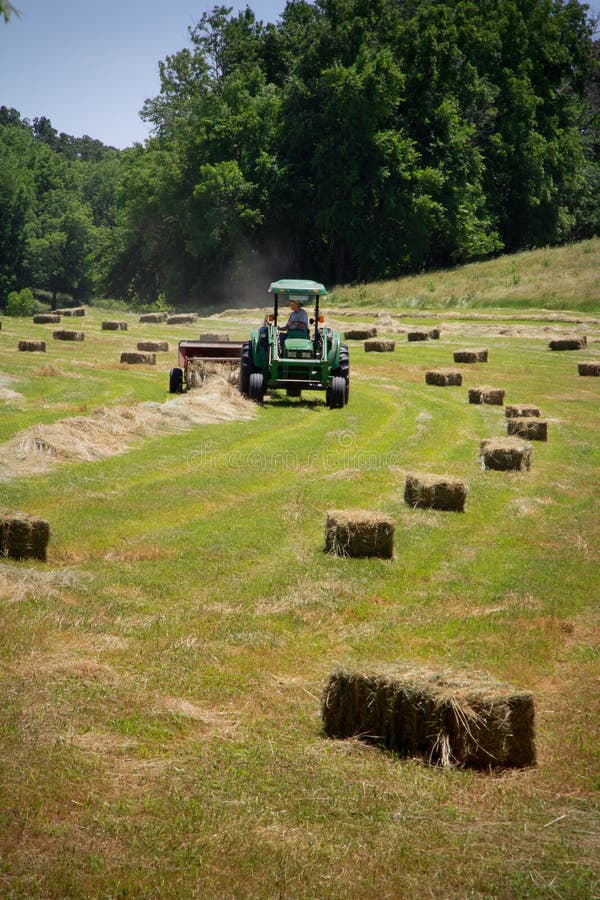 Farmers Loading Hay into Barn Stock Image - Image of baling, haying ...