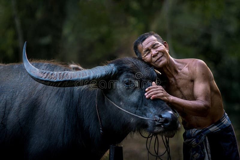 Farmer and his buffalo. stock image. Image of plant, buffalo - 58343387