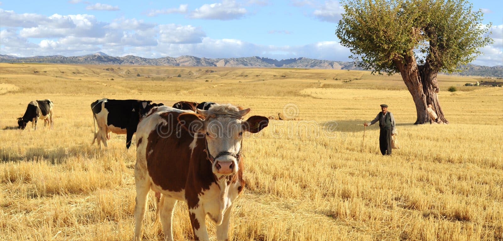 Farmer with Cows stock photo. Image of cows, field, grow - 8188394