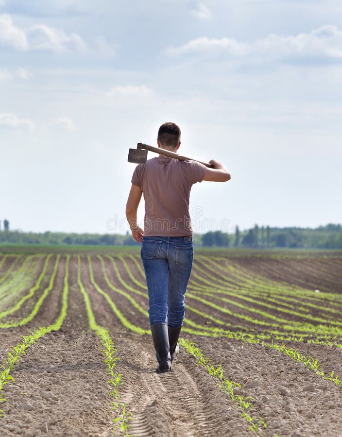 Farmer with Hoe in Corn Field Stock Image - Image of field, labour ...