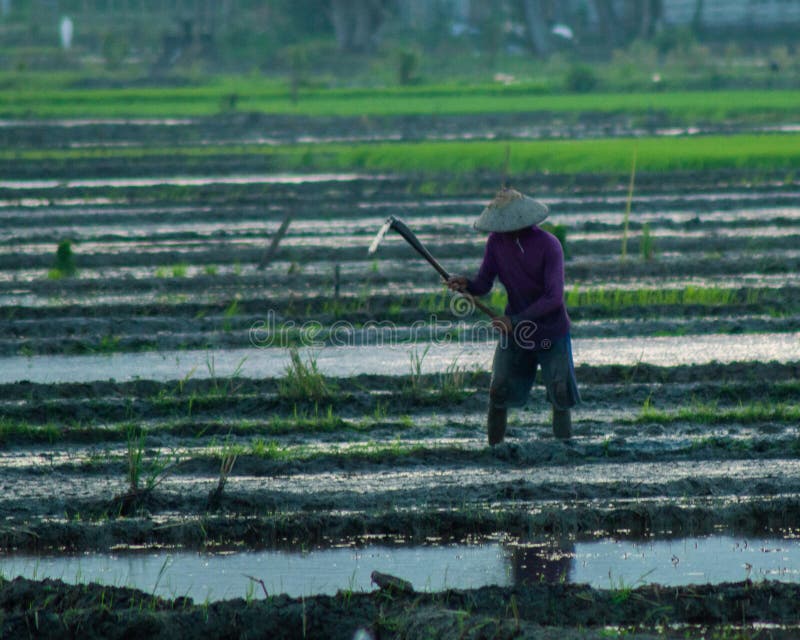 Hoeing the field editorial image. Image of java, indonesia - 41104515