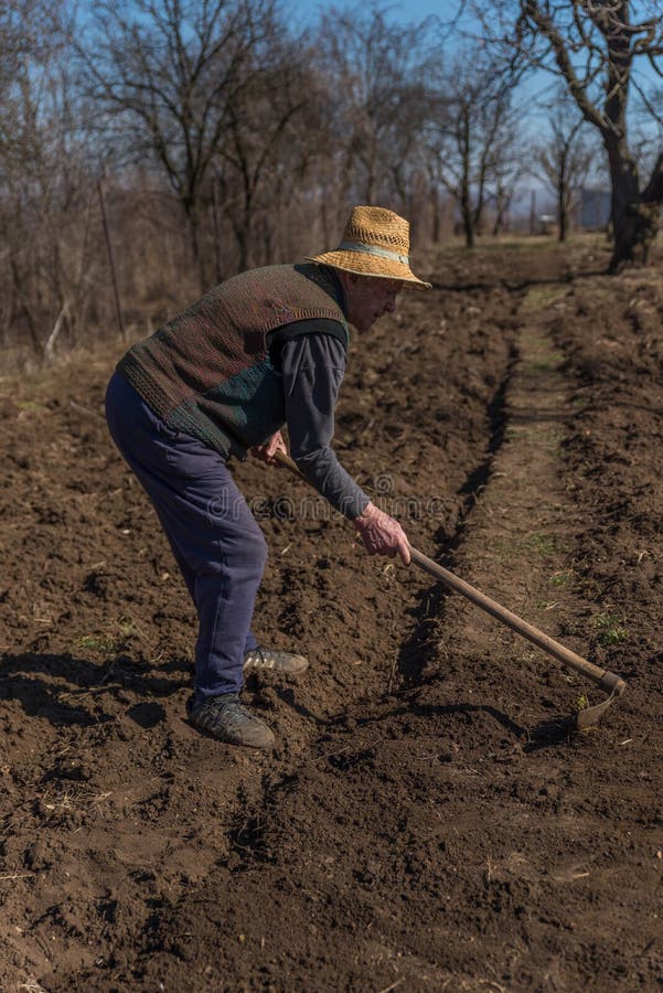 Farmer Hoeing Vegetable Garden Stock Photo - Image of organic, soil ...