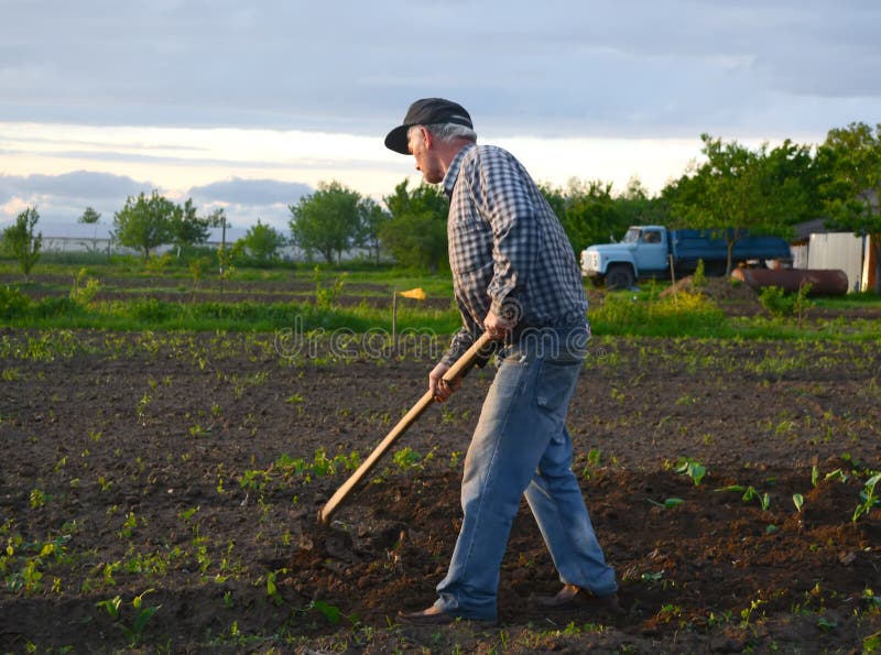 Hoeing the Garden stock photo. Image of caucasian, farming - 23097246