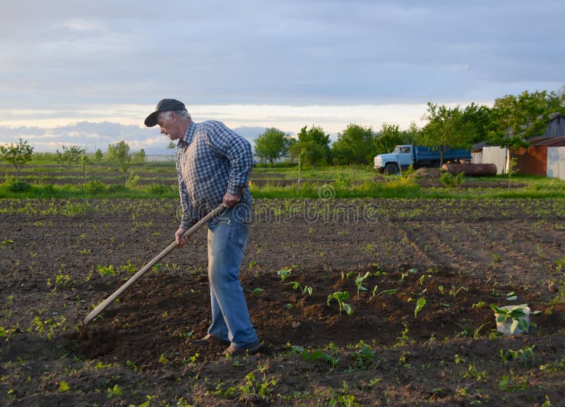 Farmer Hoeing Vegetable Garden Stock Photo - Image of country, farmland ...