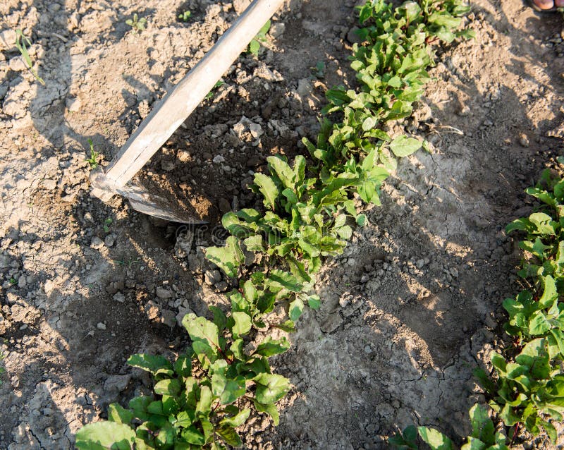 220 Hoeing Weeds Stock Photos - Free & Royalty-Free Stock Photos from ...