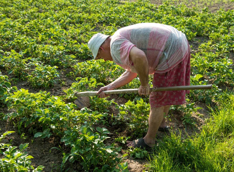 Farmer Hoeing Vegetable Garden Stock Photo - Image of country, farmland ...