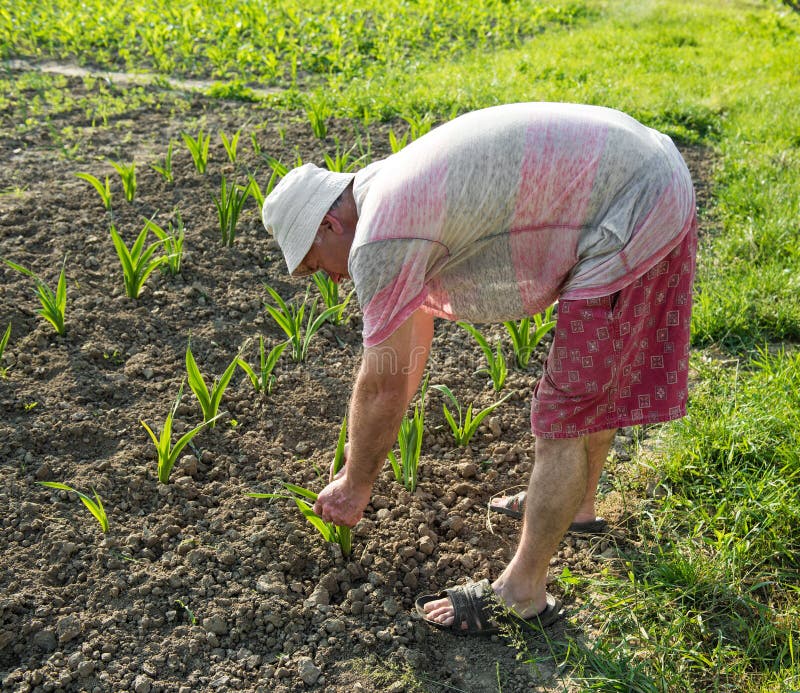 Farmer Hoeing Vegetable Garden Stock Photo - Image of growing, activity ...