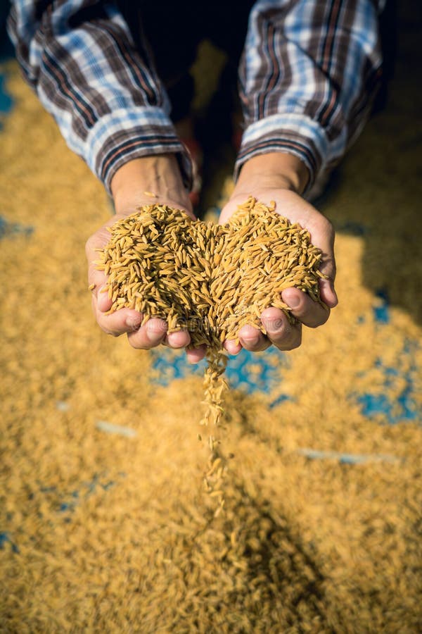Farmer Hold Paddy in Hand after Harvest Stock Image - Image of closeup ...