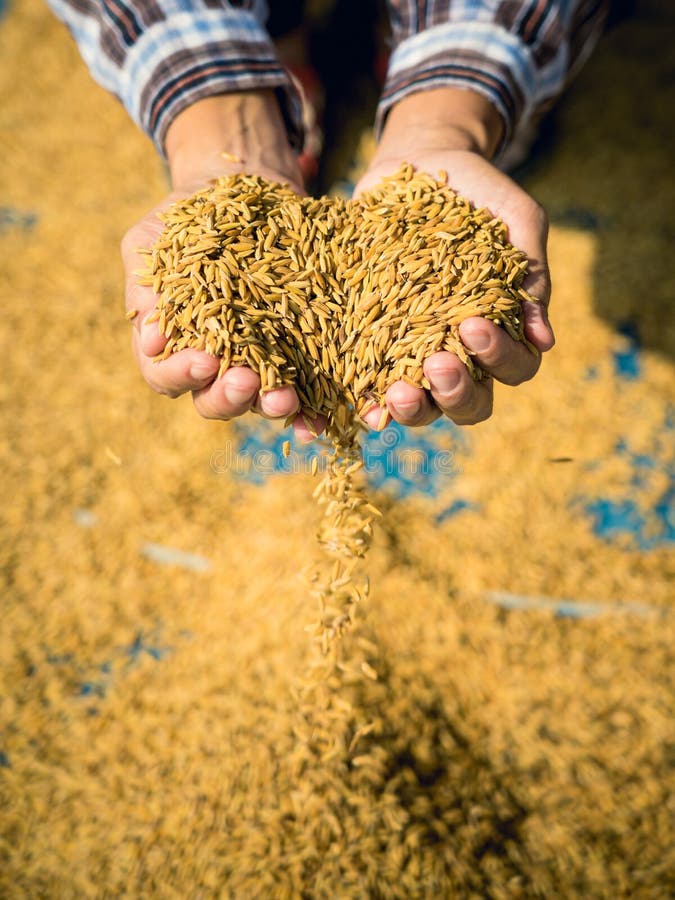 Farmer Hold Paddy in Hands after Harvest Stock Image - Image of jasmine ...