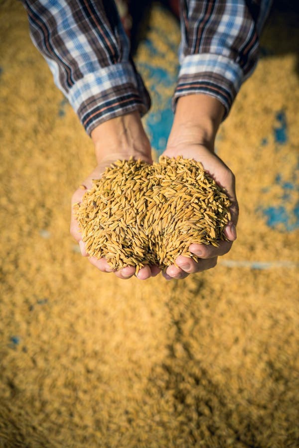 Farmer Hold Paddy in Hands after Harvest Stock Image - Image of jasmine ...
