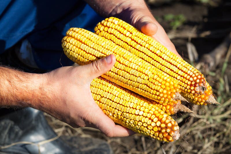 Farmer Holding Corn Cob in Hand in Corn Field Stock Image - Image of ...