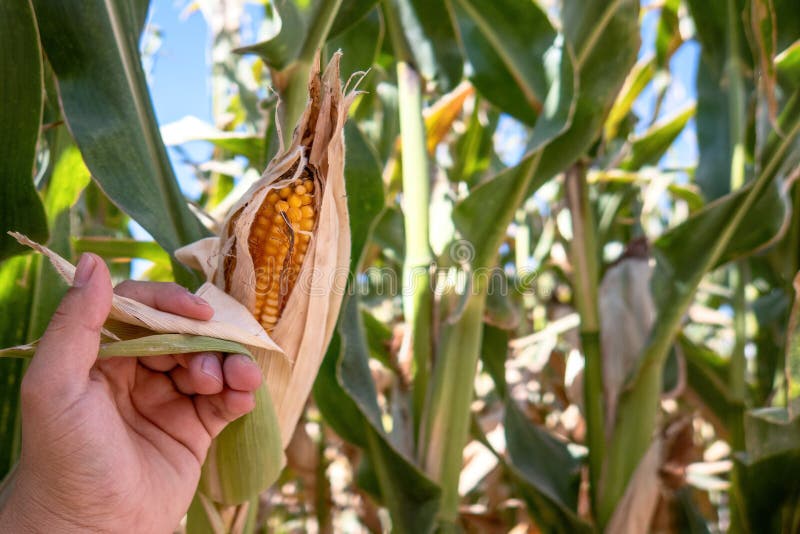 Farmer Holding Corn Cobs in Hand in Corn Field Stock Photo - Image of ...