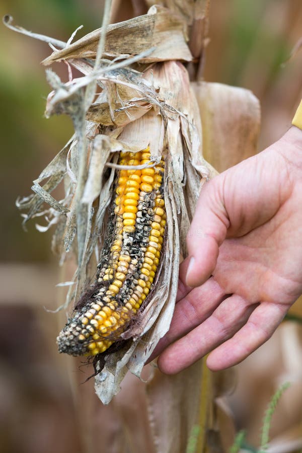 Corn rot disease stock photo. Image of background, maize - 99739434