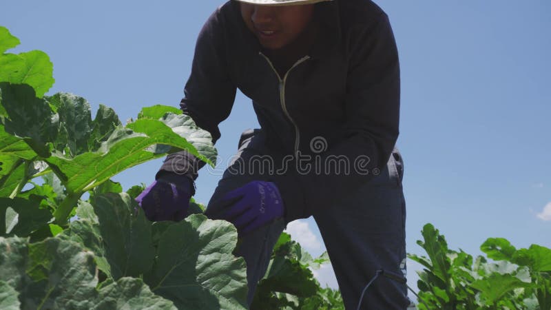 A Farmer Holding Courgette, Mexican Squash Stock Footage - Video of ...