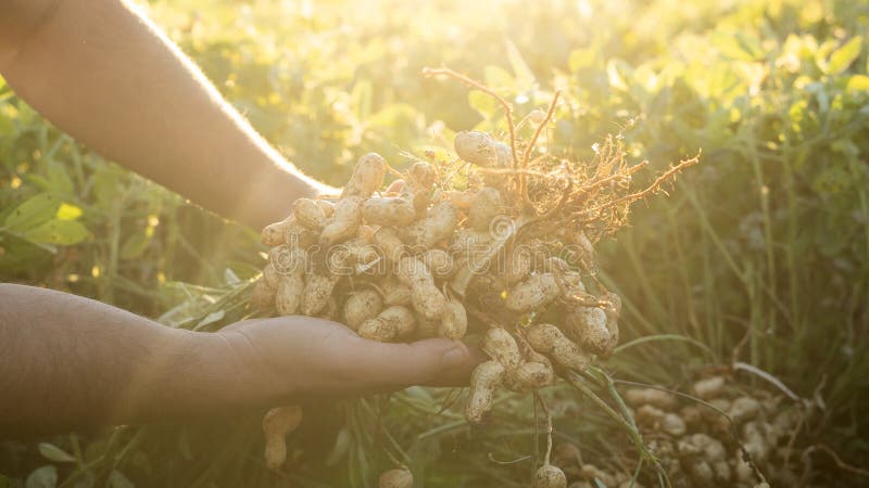 A Farmer Holding Freshly Harvested Peanuts with Roots in a Field. Stock ...