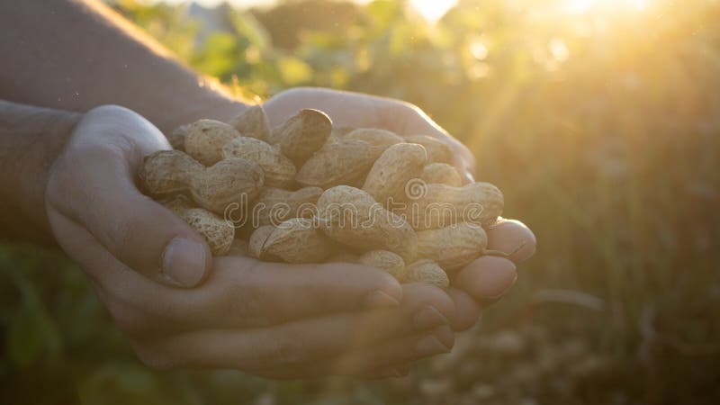 A Farmer Holding Freshly Harvested Peanuts with Roots in a Field. Stock ...