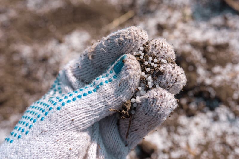 Farmer Holding Granular NPK Soil Fertilizer in Hand Stock Photo - Image ...