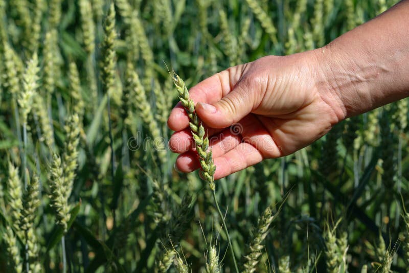 Farmer Holding the Growing Wheat Plant in the Field Stock Photo - Image ...