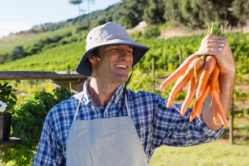 Farmer Holding Harvested Carrots in Field Stock Image - Image of ...
