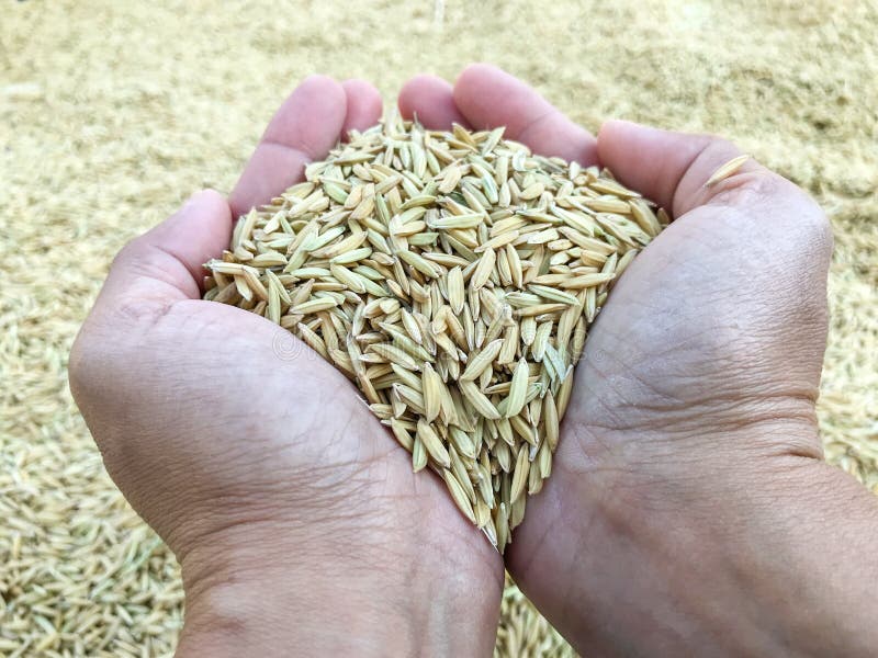 Farmer Holding Paddy in Hand Stock Photo - Image of farming, closeup ...