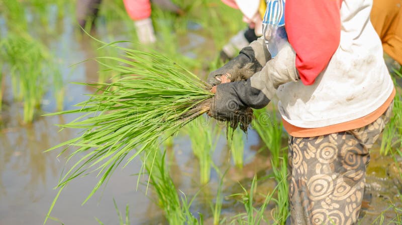 Farmer activity stock photo. Image of clothing, growth - 260667340