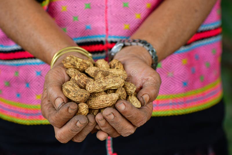 Farmer is Holding Peanuts in Hands. Stock Image - Image of farm, food ...