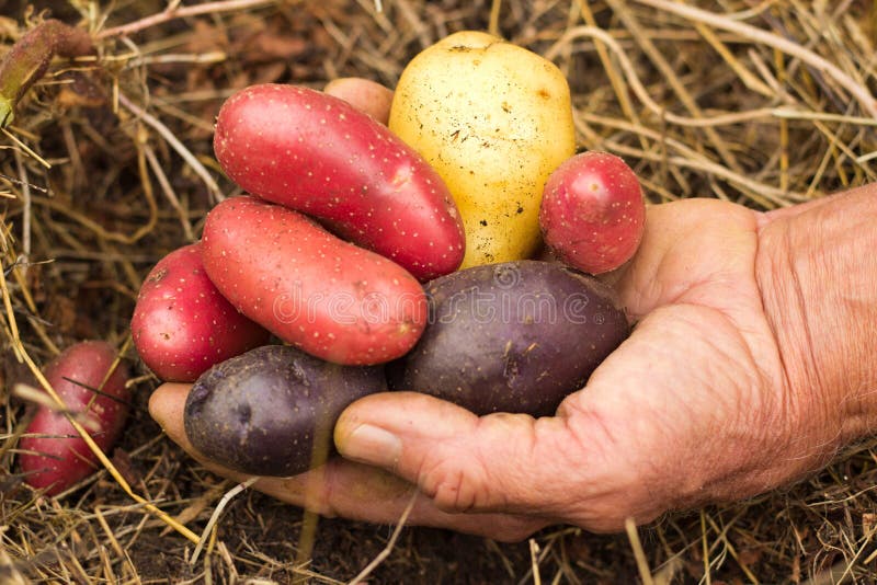 Farmer Holding Potatoes Over Potato Bed Stock Image - Image of purple ...