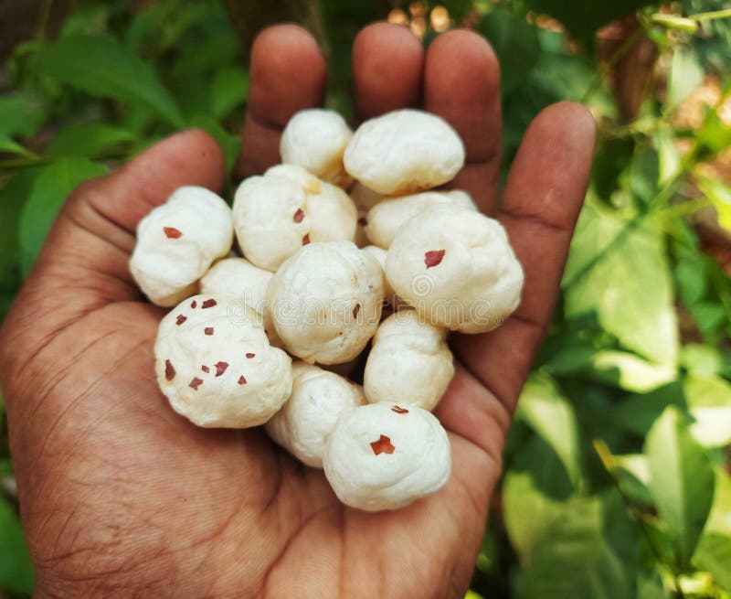 A Farmer Holding Ready To Eate Phool Makhana or Fox Nuts Stock Image ...