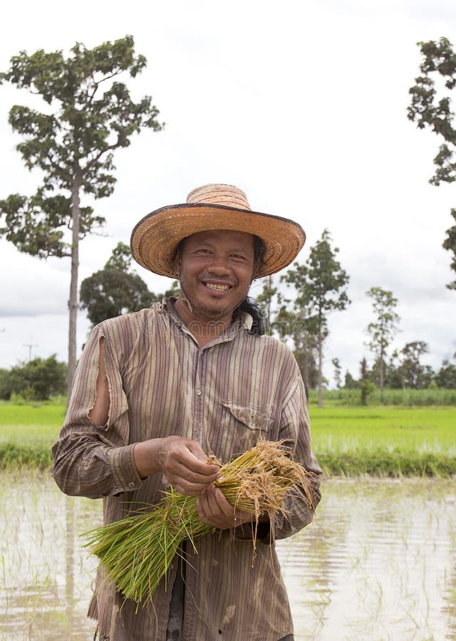Asian rice farmer stock image. Image of food, farmland - 15565963