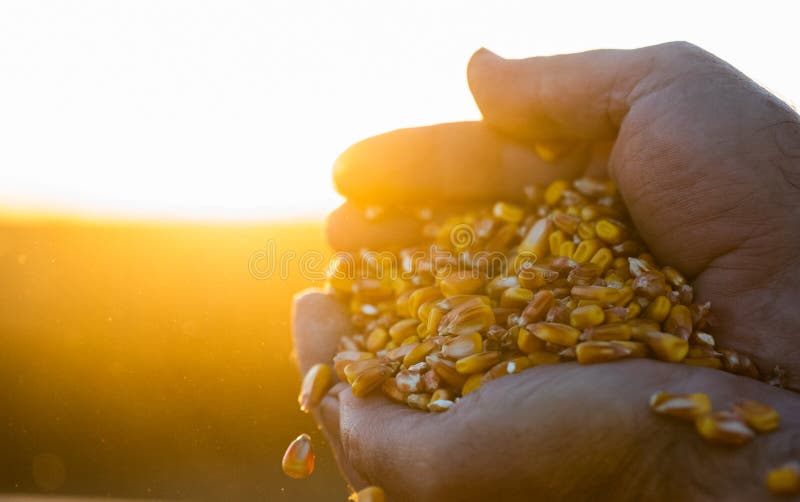 Farmer Holding Ripe Corn Grains in His Hands at Sunset Stock Photo ...