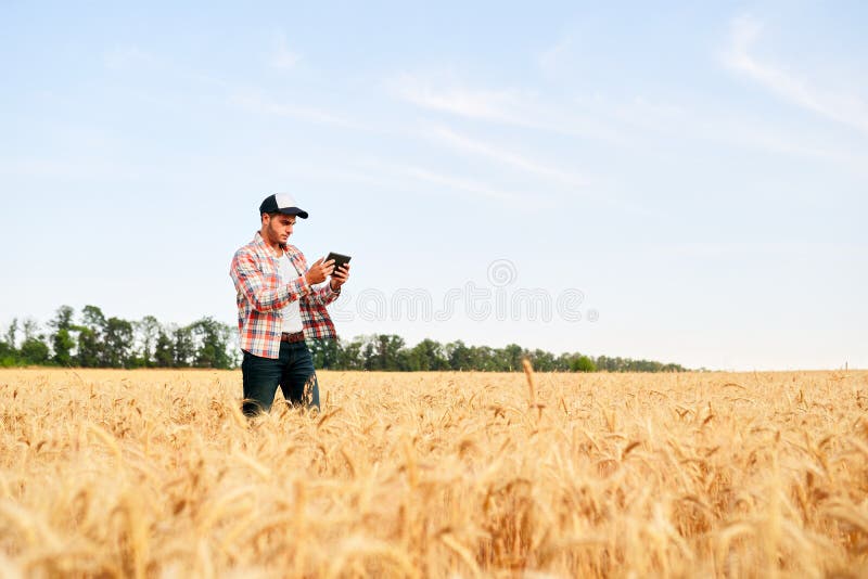 Precision Farming. Farmer Holding Tablet Pc, Using Online Data ...