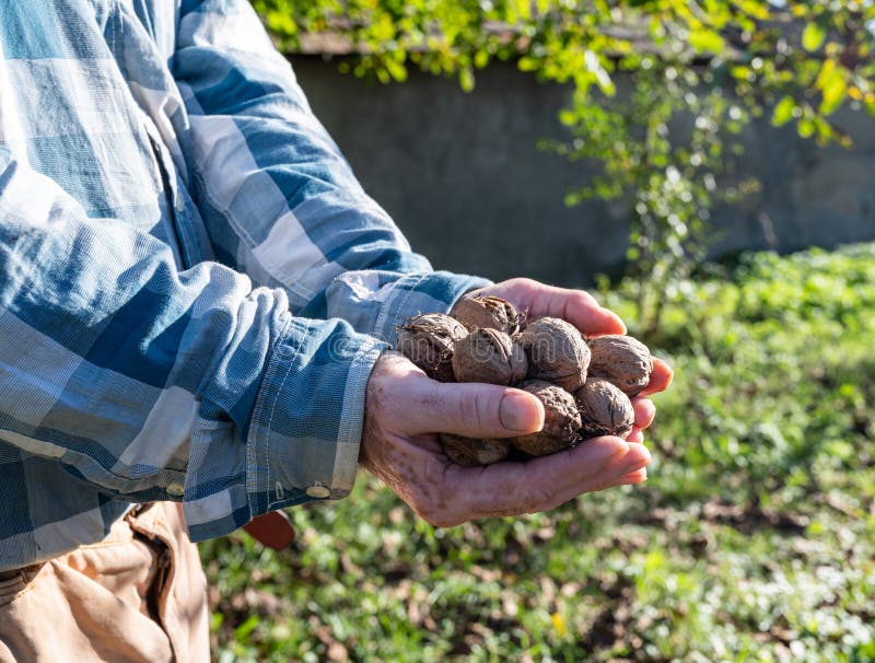 Farmer Holding Walnuts Outdoors Stock Photo - Image of worker ...