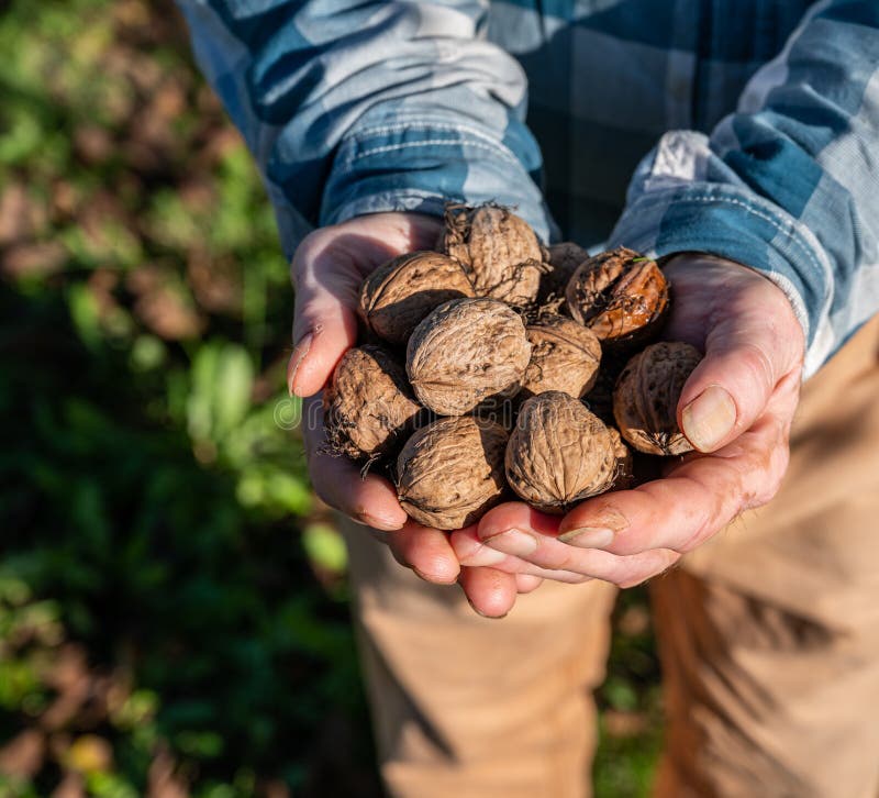 Farmer Holding Walnuts Outdoors Stock Photo - Image of hands, farm ...
