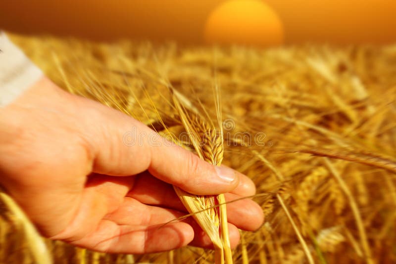 Farmer Holding Wheat at Sunrise Stock Image - Image of male, pick: 53844075
