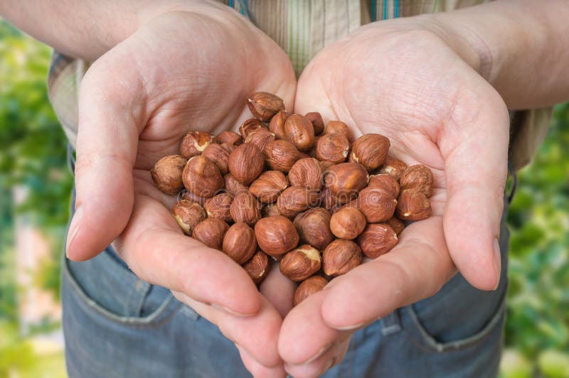 Farmer Holds Hazelnuts in Hands Stock Photo - Image of natural ...