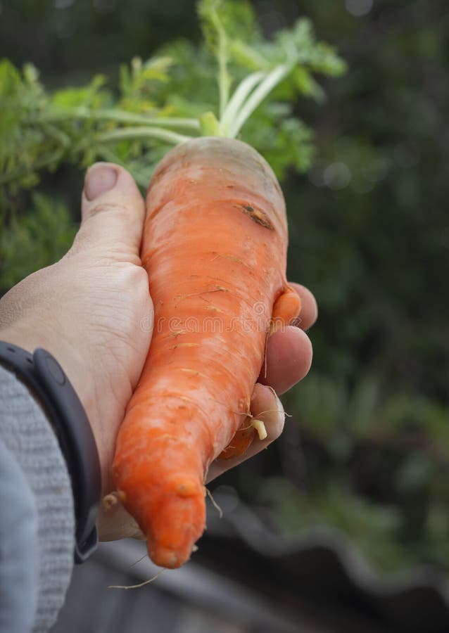 A Farmer Holds a Large Juicy Carrot in His Hands Stock Image - Image of ...