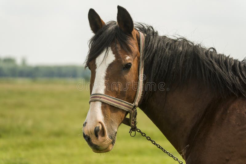 Farmer Man Horse Riding. Handsome Muscular Man Riding Horse. Hunky ...
