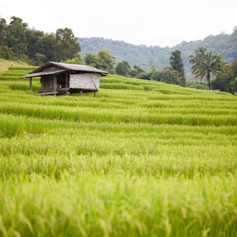 Farmer House in the Rice Field Stock Photo - Image of clear, nature ...