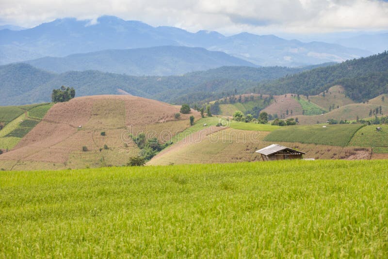 Farmer House in the Green Terraced Rice Field Stock Image - Image of ...